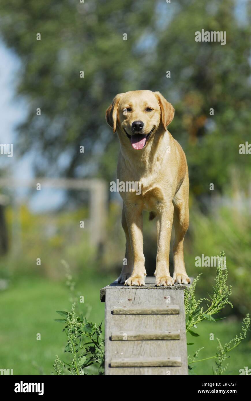 Labrador Retriever at agility Stock Photo - Alamy