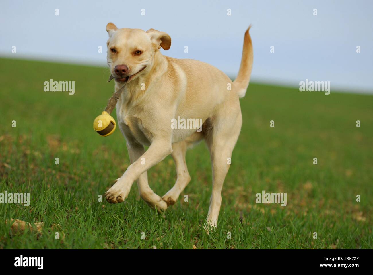 playing Labrador Retriever Stock Photo - Alamy