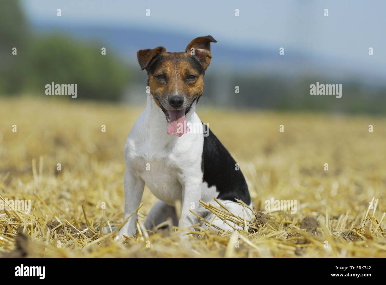 Jack Russell Terrier Stock Photo - Alamy