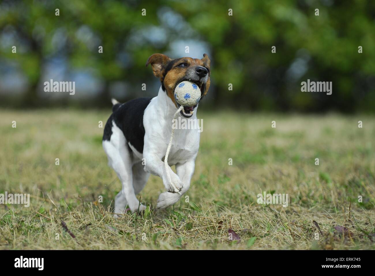 playing Jack Russell Terrier Stock Photo - Alamy
