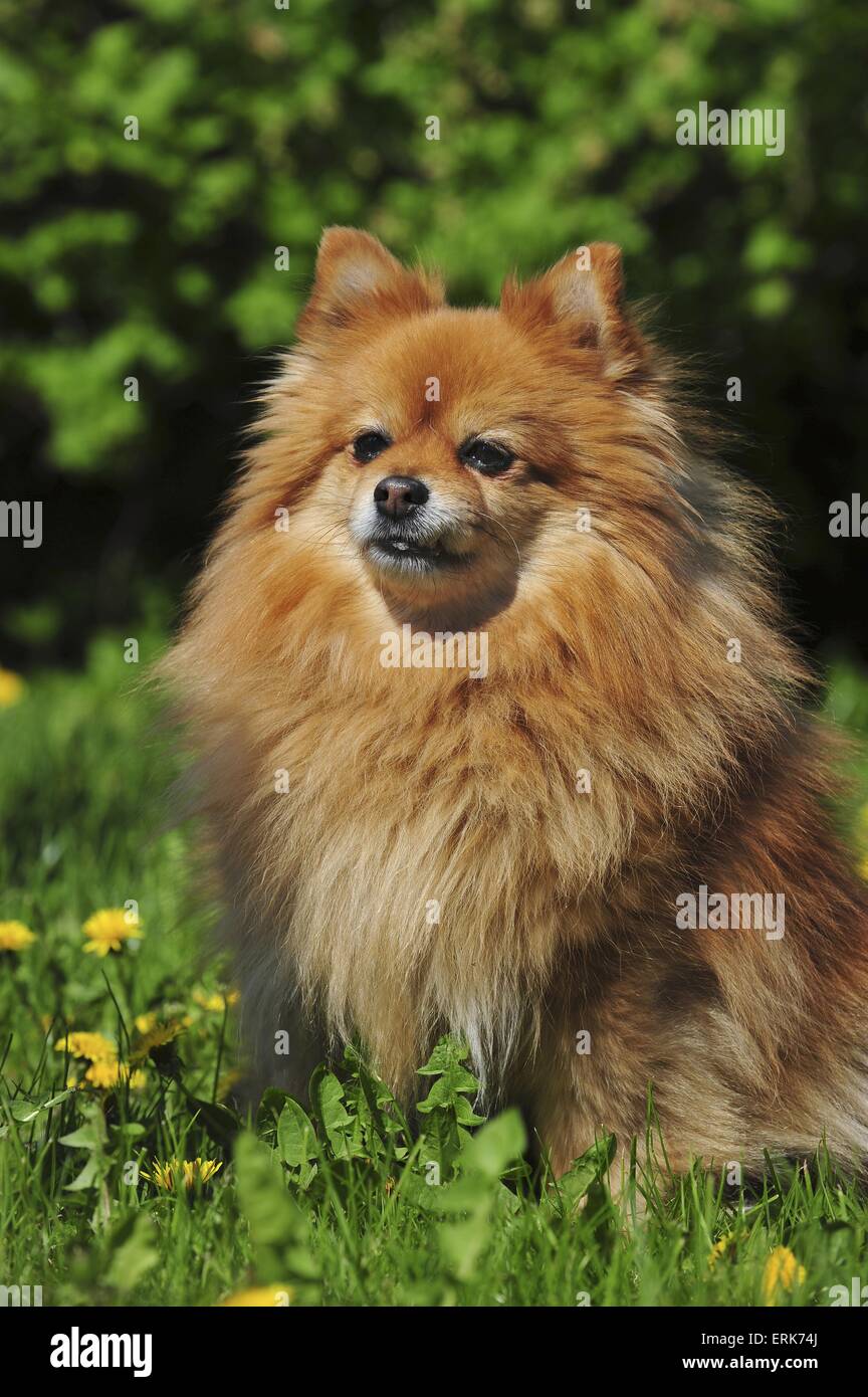 Spitz hi-res stock photography and images - Alamy