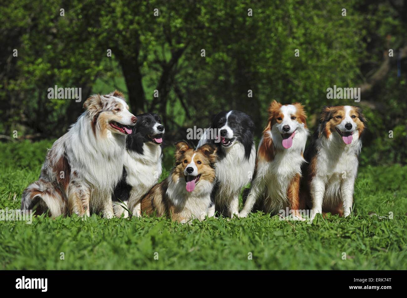 Red tricolor border collie hi-res stock photography and images - Alamy