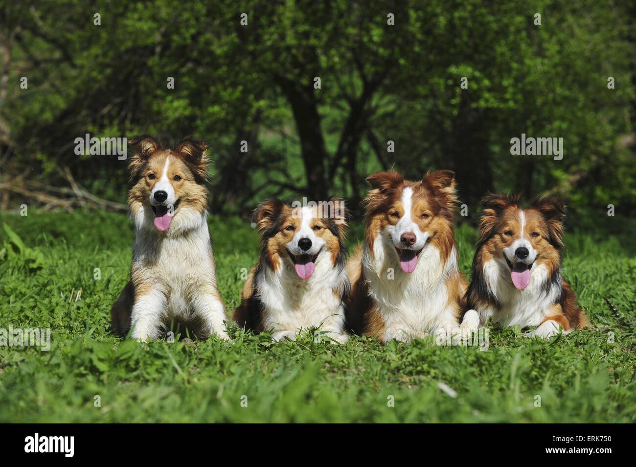 Tricolored collies hi-res stock photography and images - Alamy