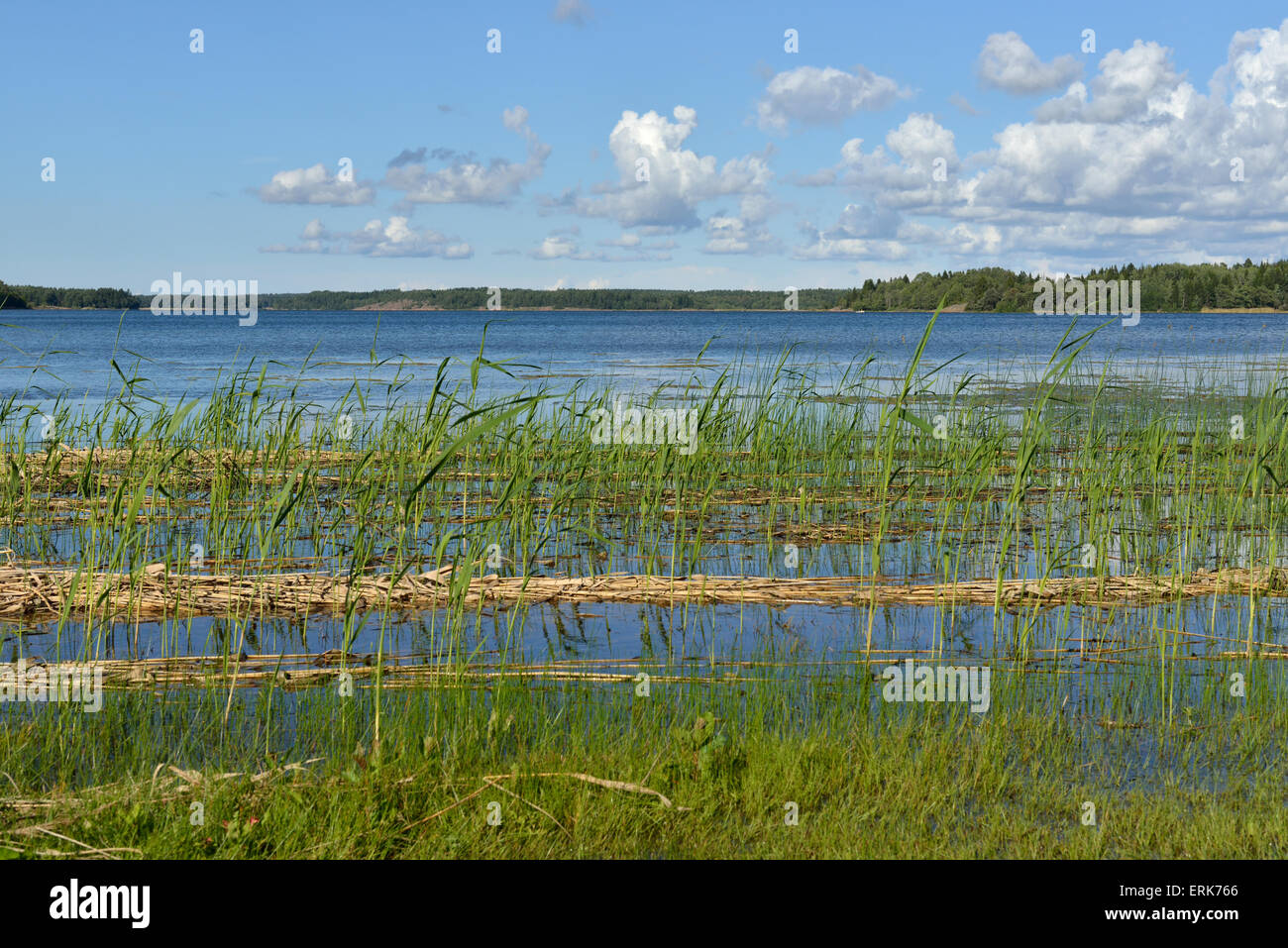 Blue lake with swampy shores. Finland Stock Photo - Alamy