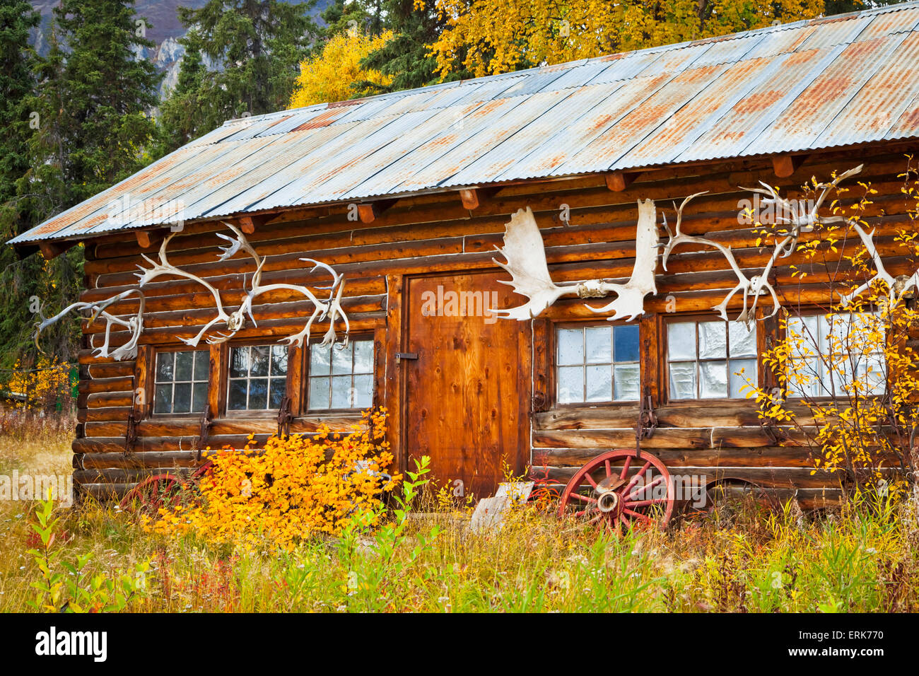 Historic log cabin surrounded by golden fall colors, Wrangell-St. Elias ...
