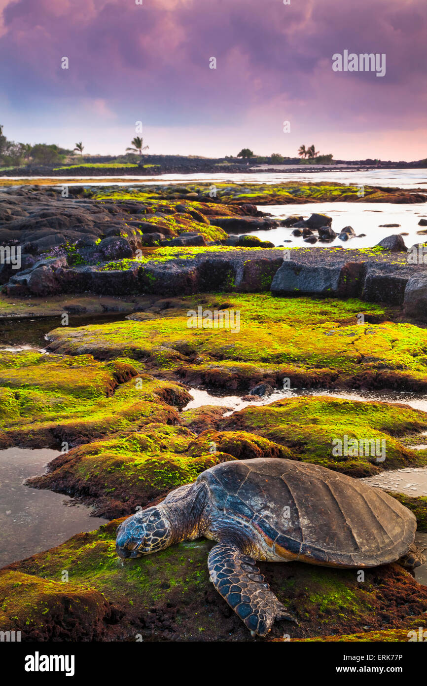 Sunset,Beach,Hawaii,Green Sea Turtle Stock Photo - Alamy