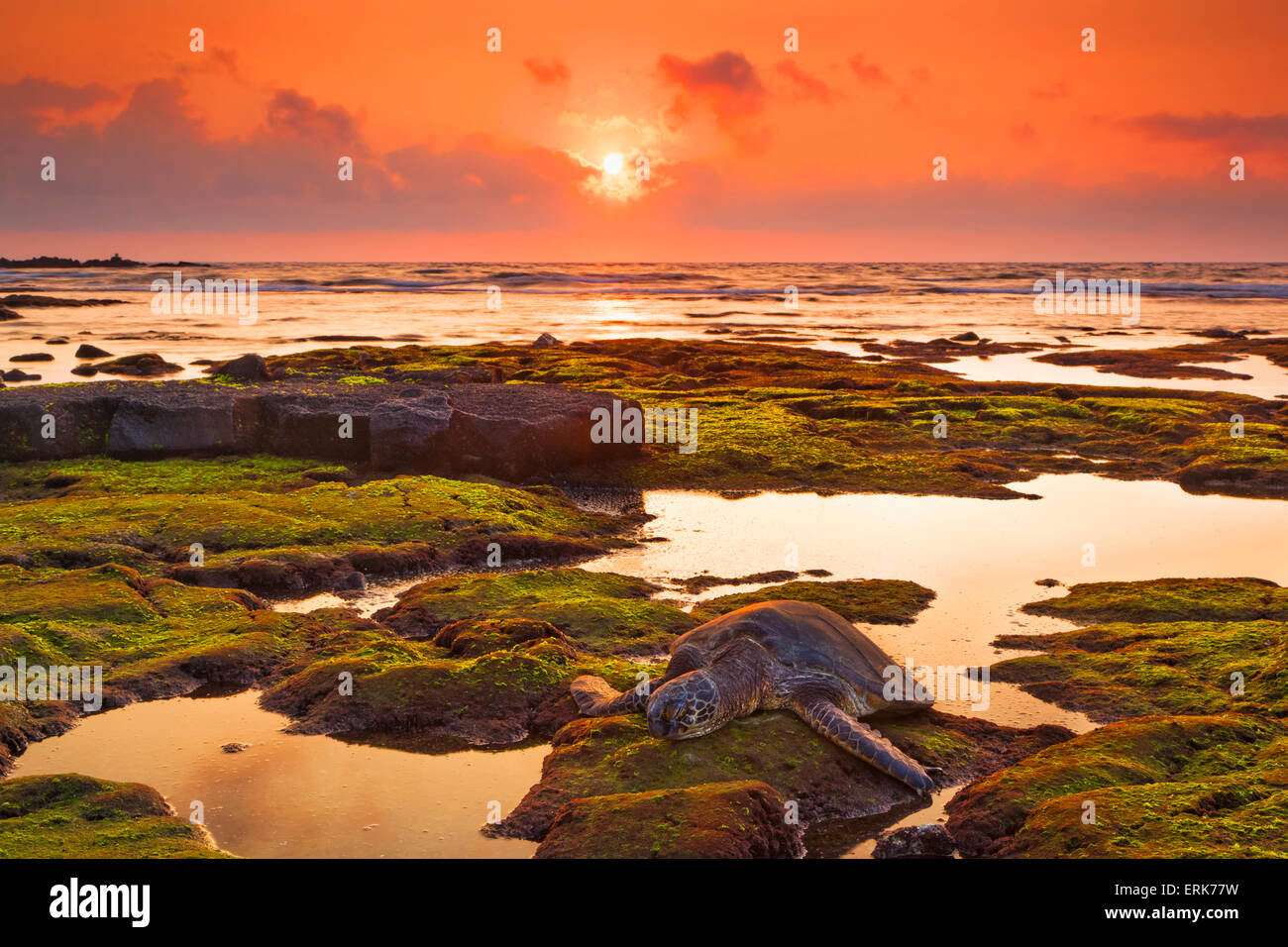 Sunset,Beach,Hawaii,Green Sea Turtle Stock Photo - Alamy