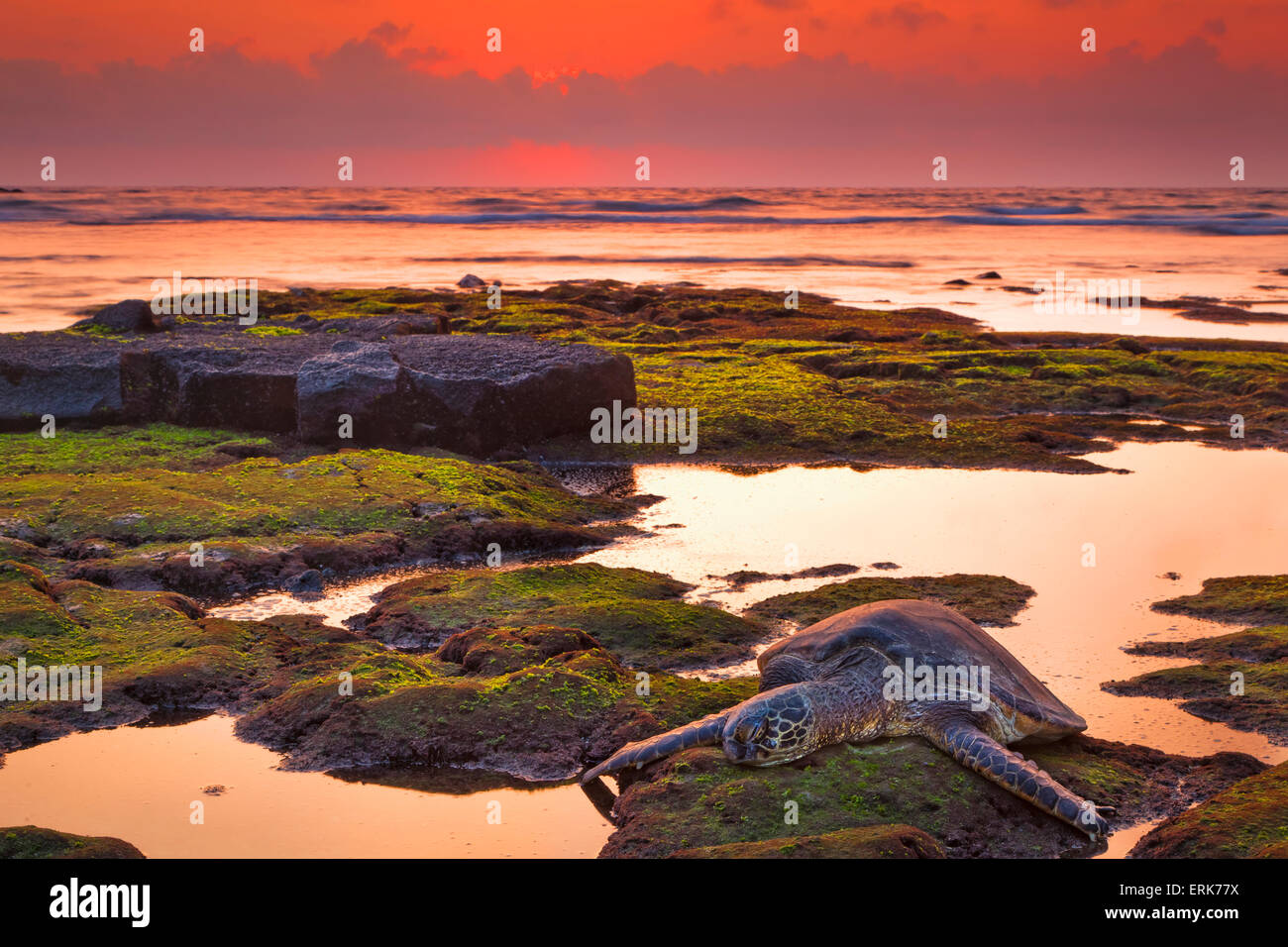 Sunset,Beach,Hawaii,Green Sea Turtle Stock Photo - Alamy