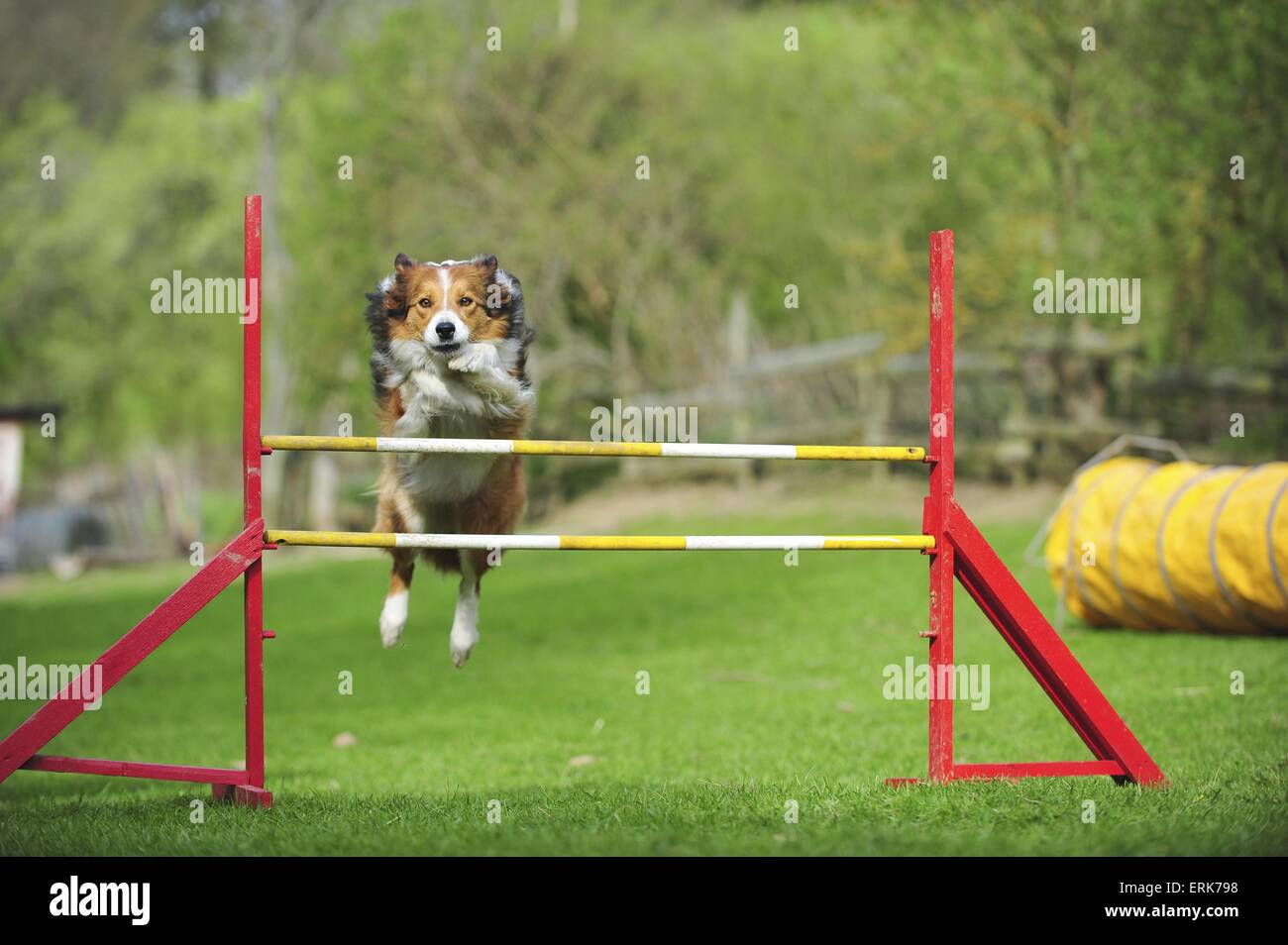 Border Collie at agility Stock Photo - Alamy