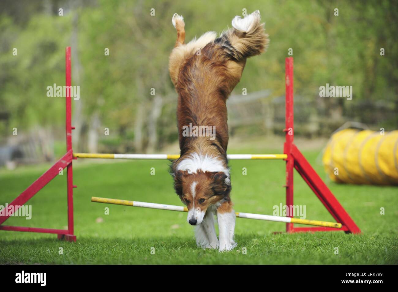 Border Collie at agility Stock Photo - Alamy