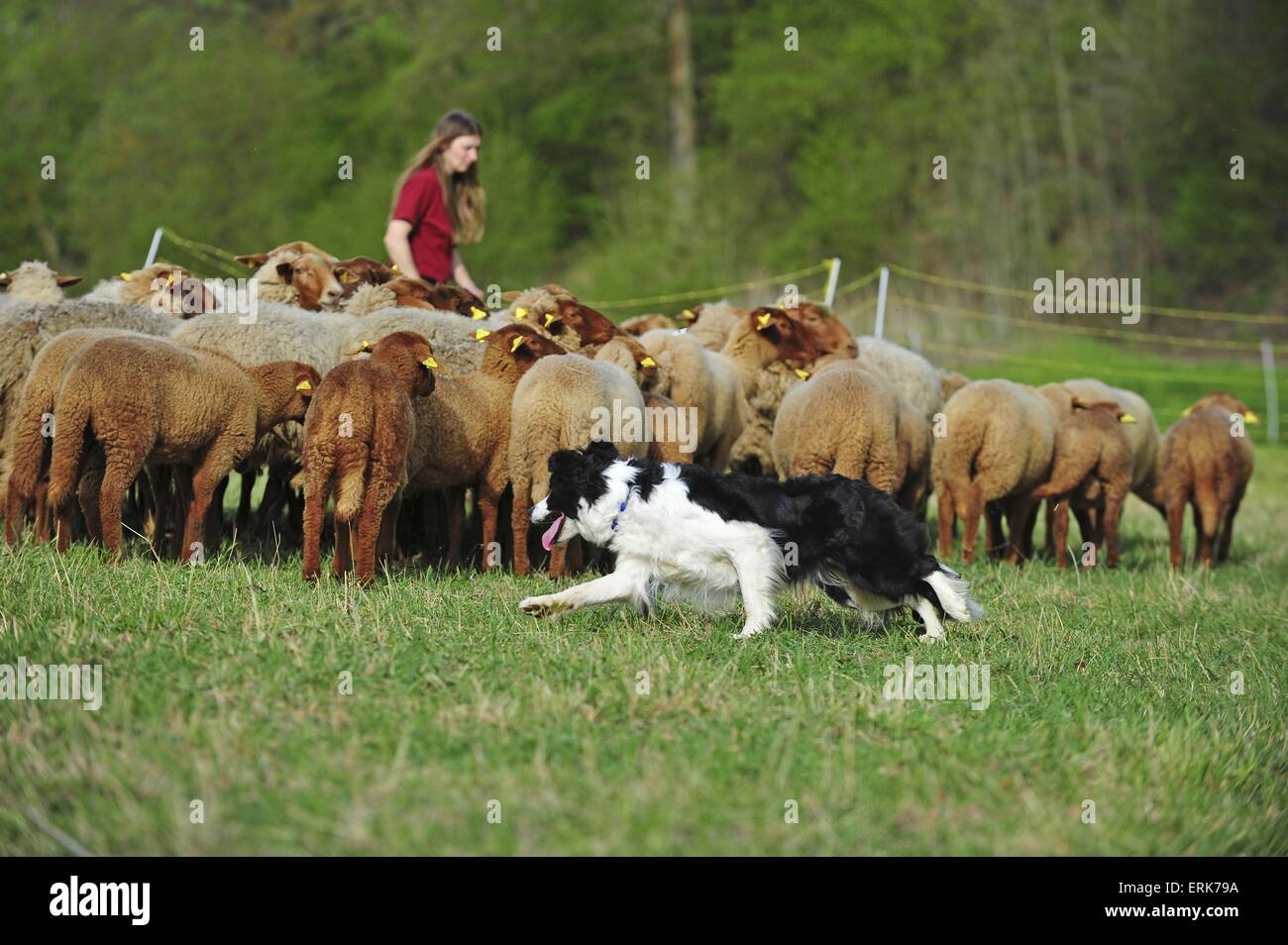 Border Collie Back High Resolution Stock Photography and Images - Alamy