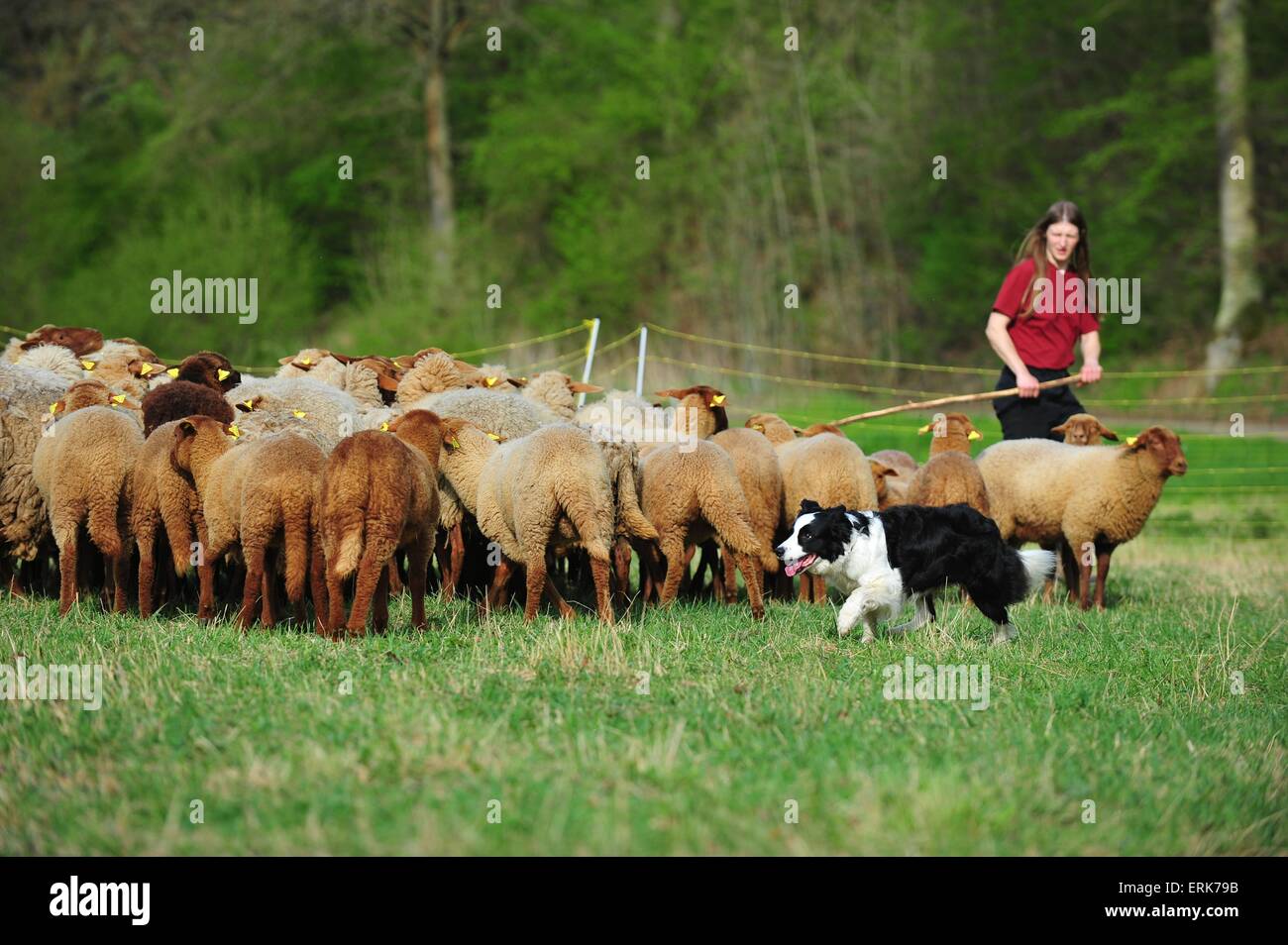 Border Collie Back High Resolution Stock Photography and Images - Alamy