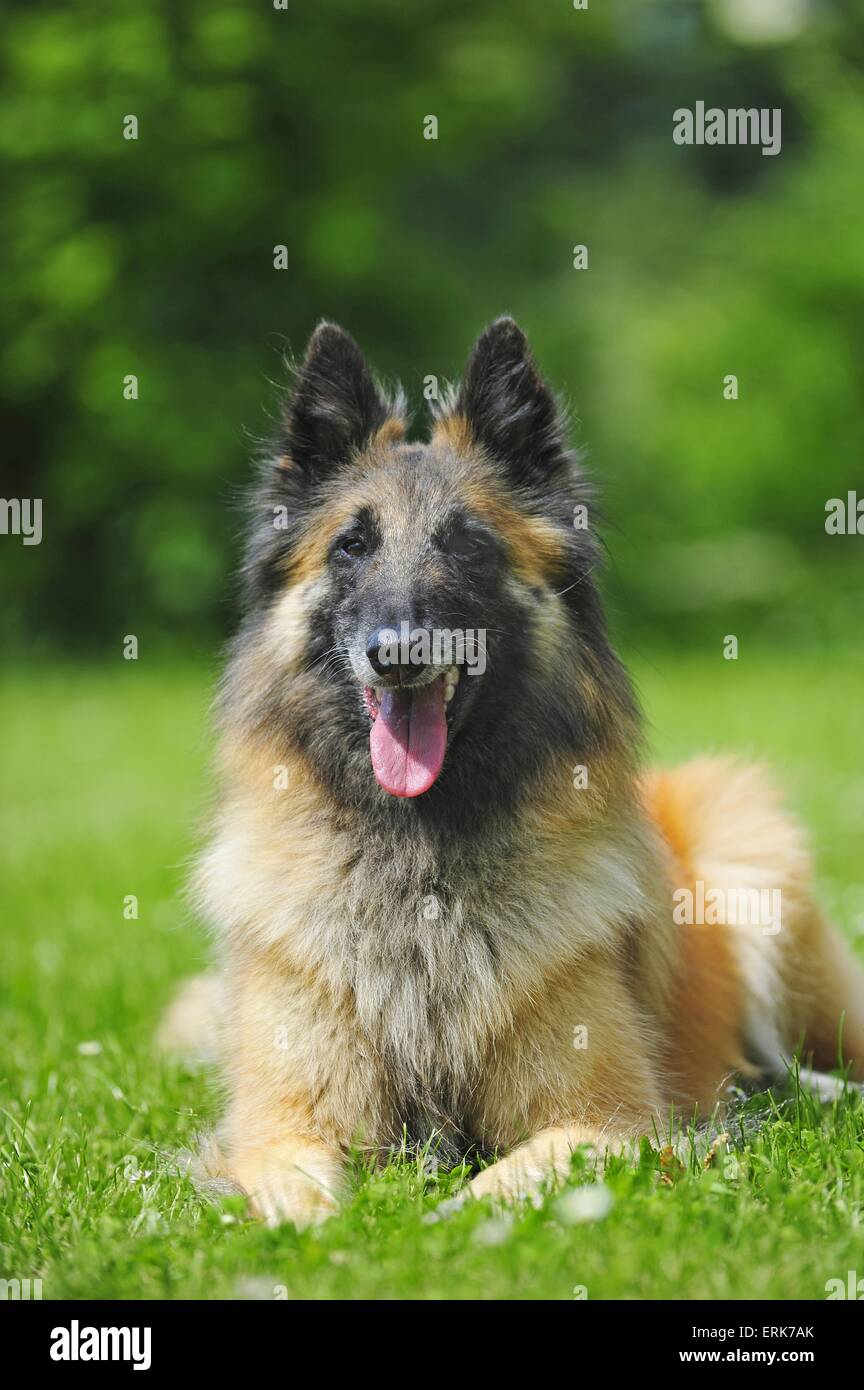 Tervurens hi-res stock photography and images - Alamy