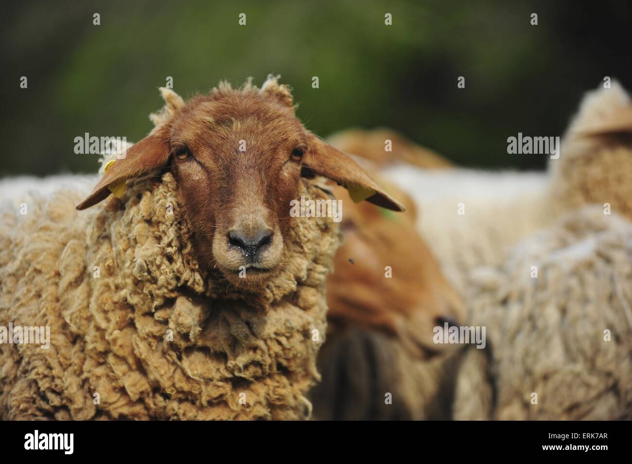 Fox sheep hi-res stock photography and images - Alamy