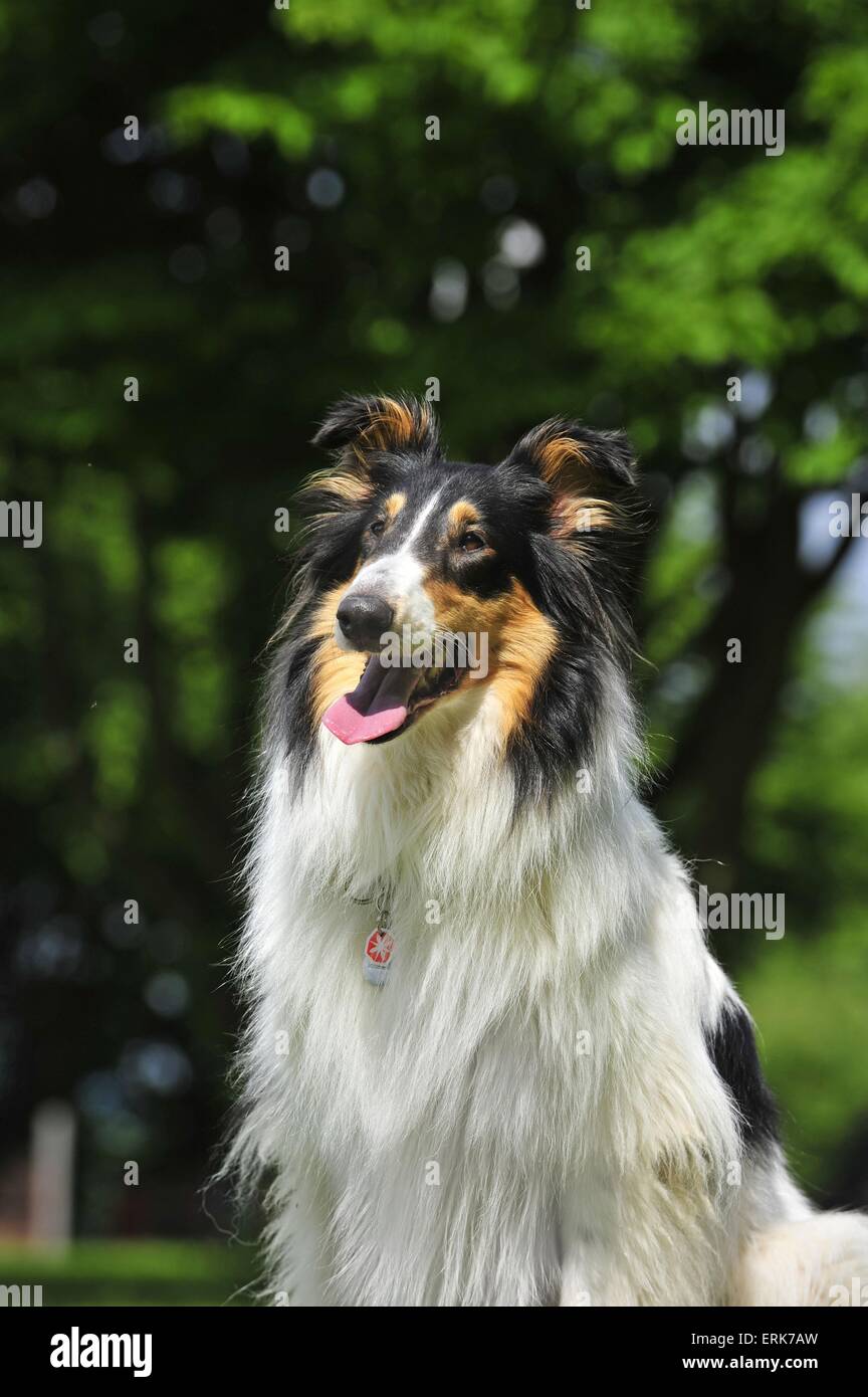 American Collie Portrait Stock Photo - Alamy