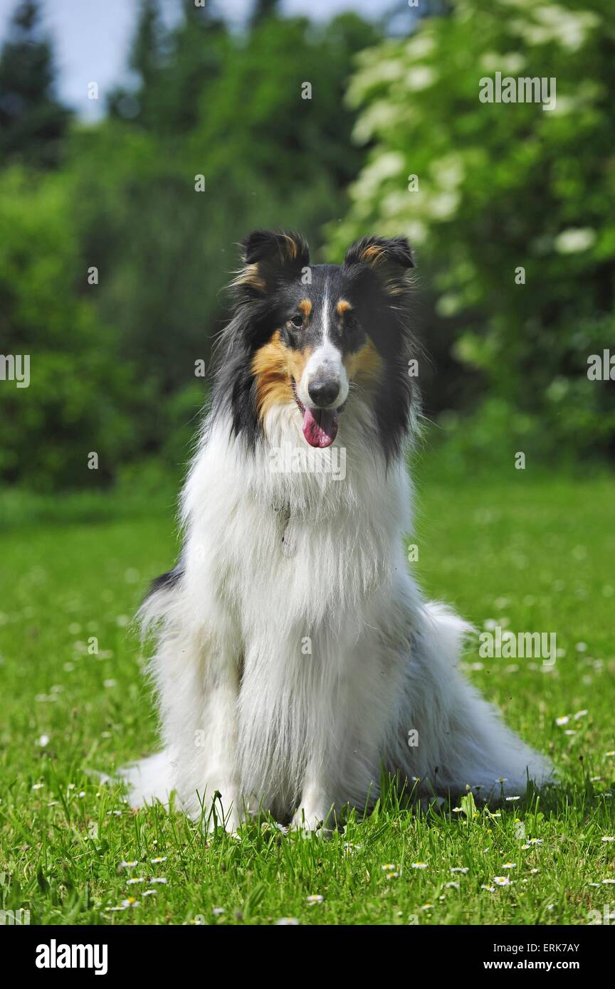 American collie sitting hi-res stock photography and images - Alamy