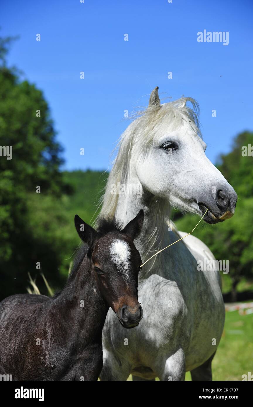 Two welsh pony horses hi-res stock photography and images - Alamy