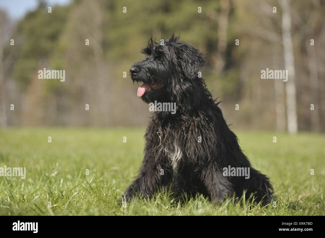 German Sheeppoodle High Resolution Stock Photography and Images - Alamy