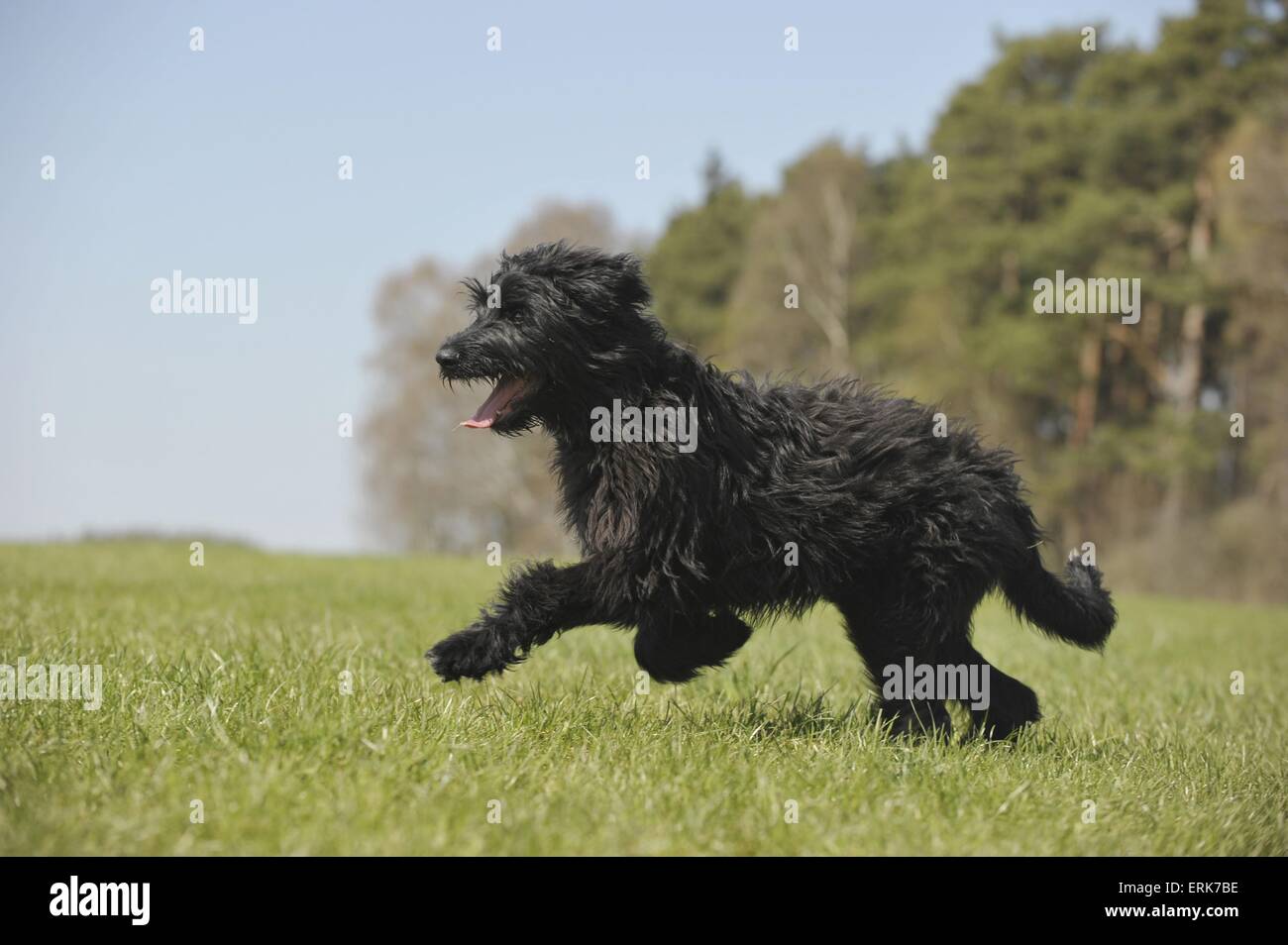 German sheeppoodle hi-res stock photography and images - Alamy