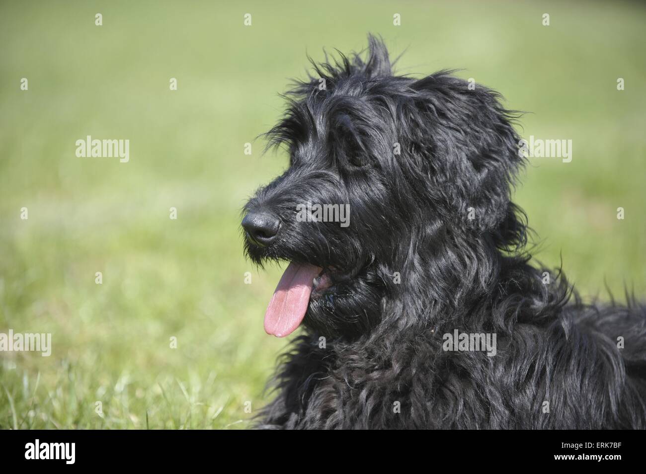 German sheeppoodle hi-res stock photography and images - Alamy