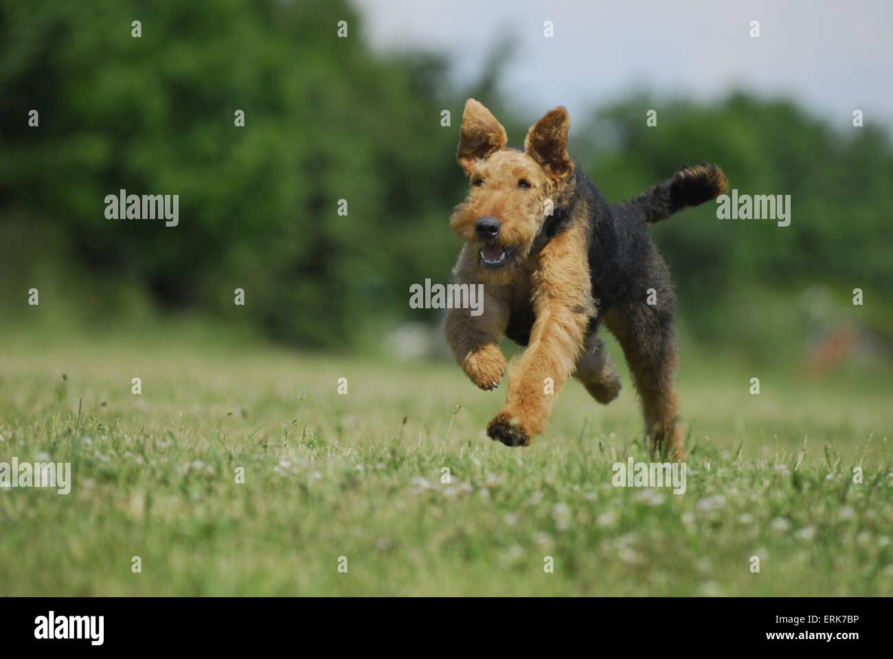 Airedale terrier hi-res stock photography and images - Alamy