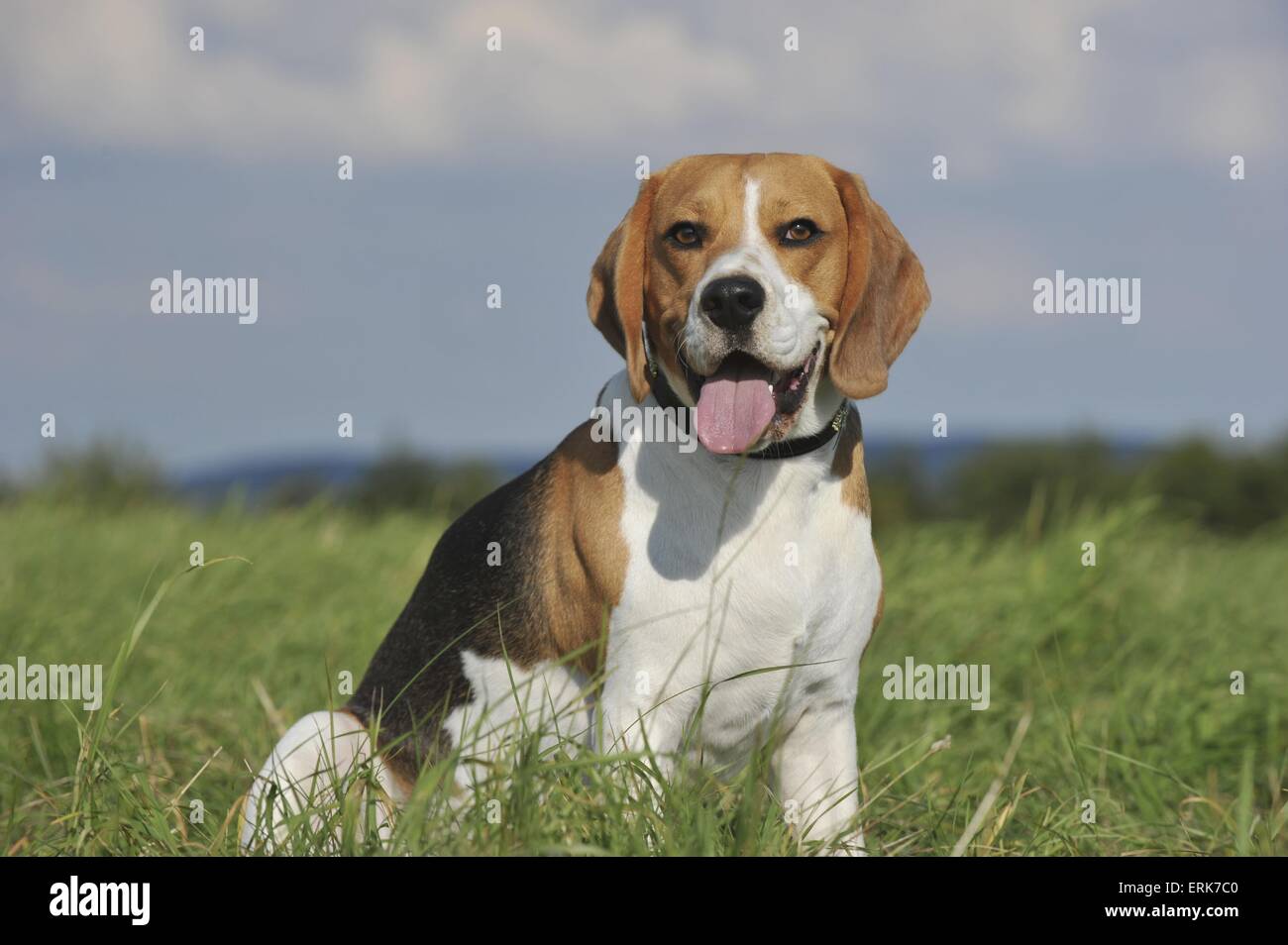 Single sit adult beagle dog hi-res stock photography and images - Alamy