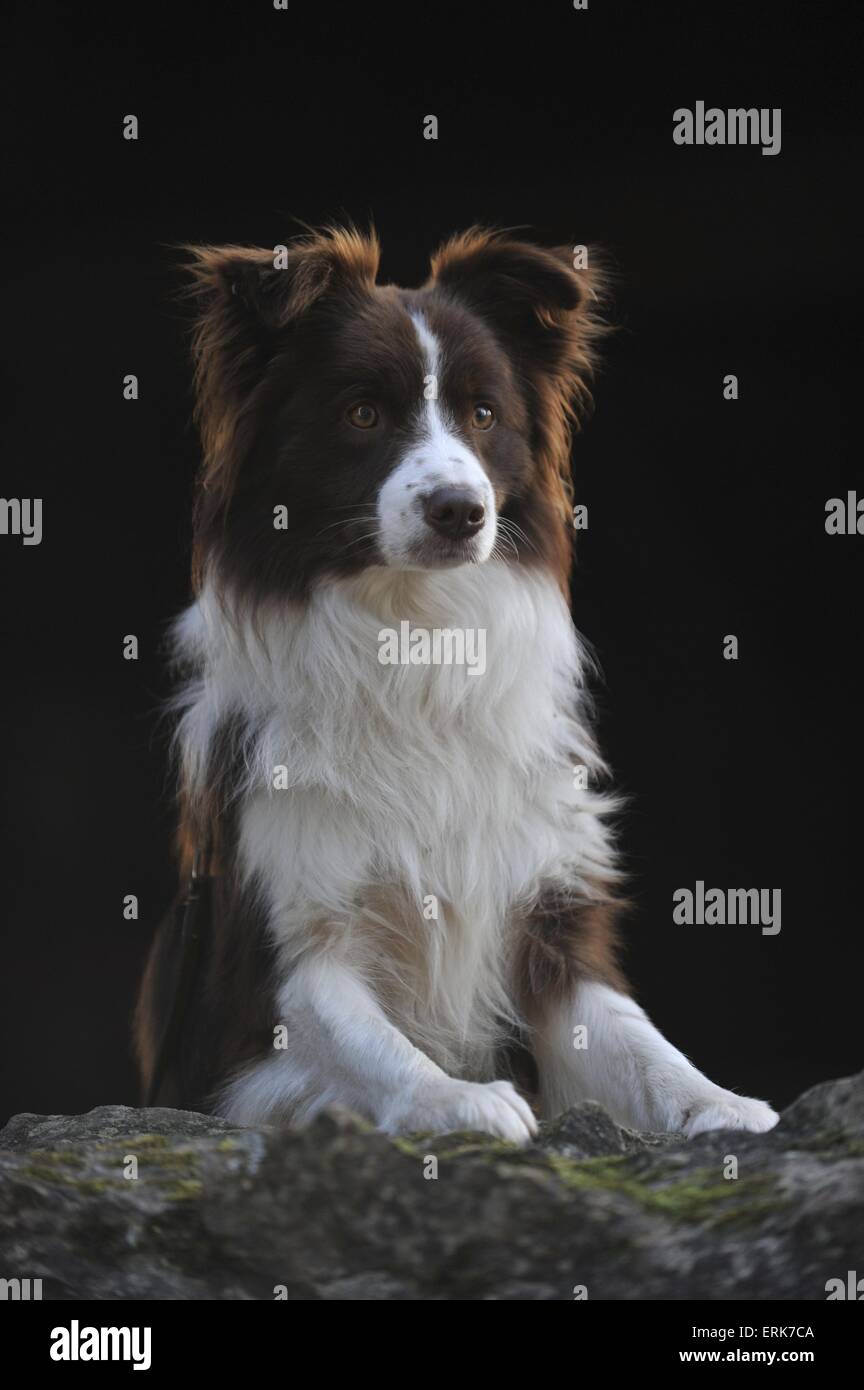 Border collie rock hi-res stock photography and images - Alamy