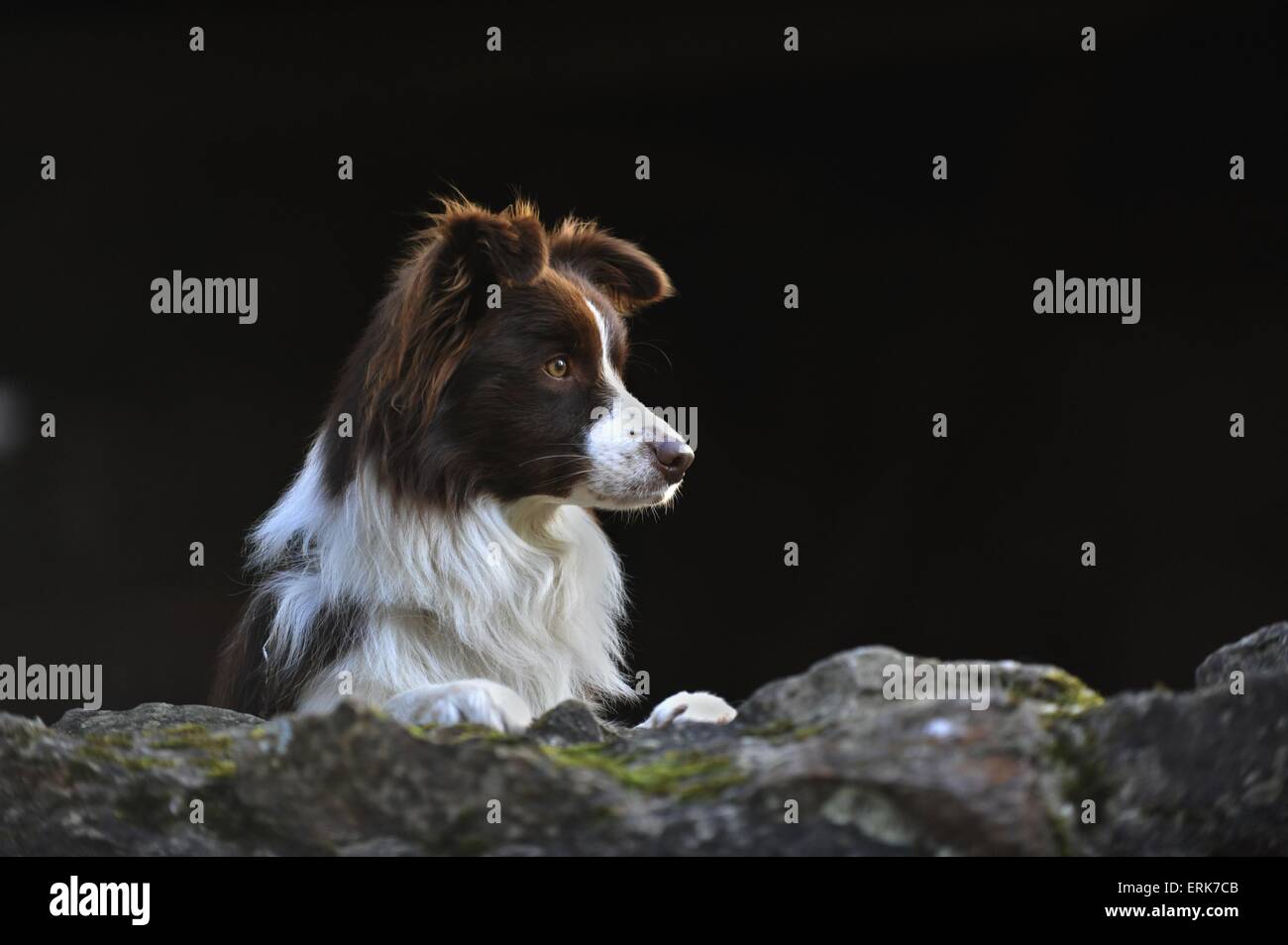 Border collie rock hi-res stock photography and images - Alamy