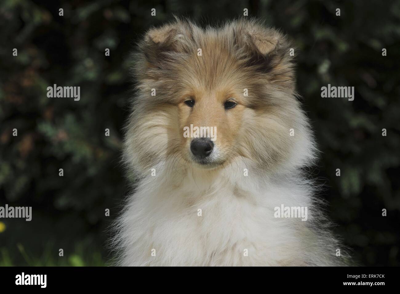 Sable collie hi-res stock photography and images - Alamy