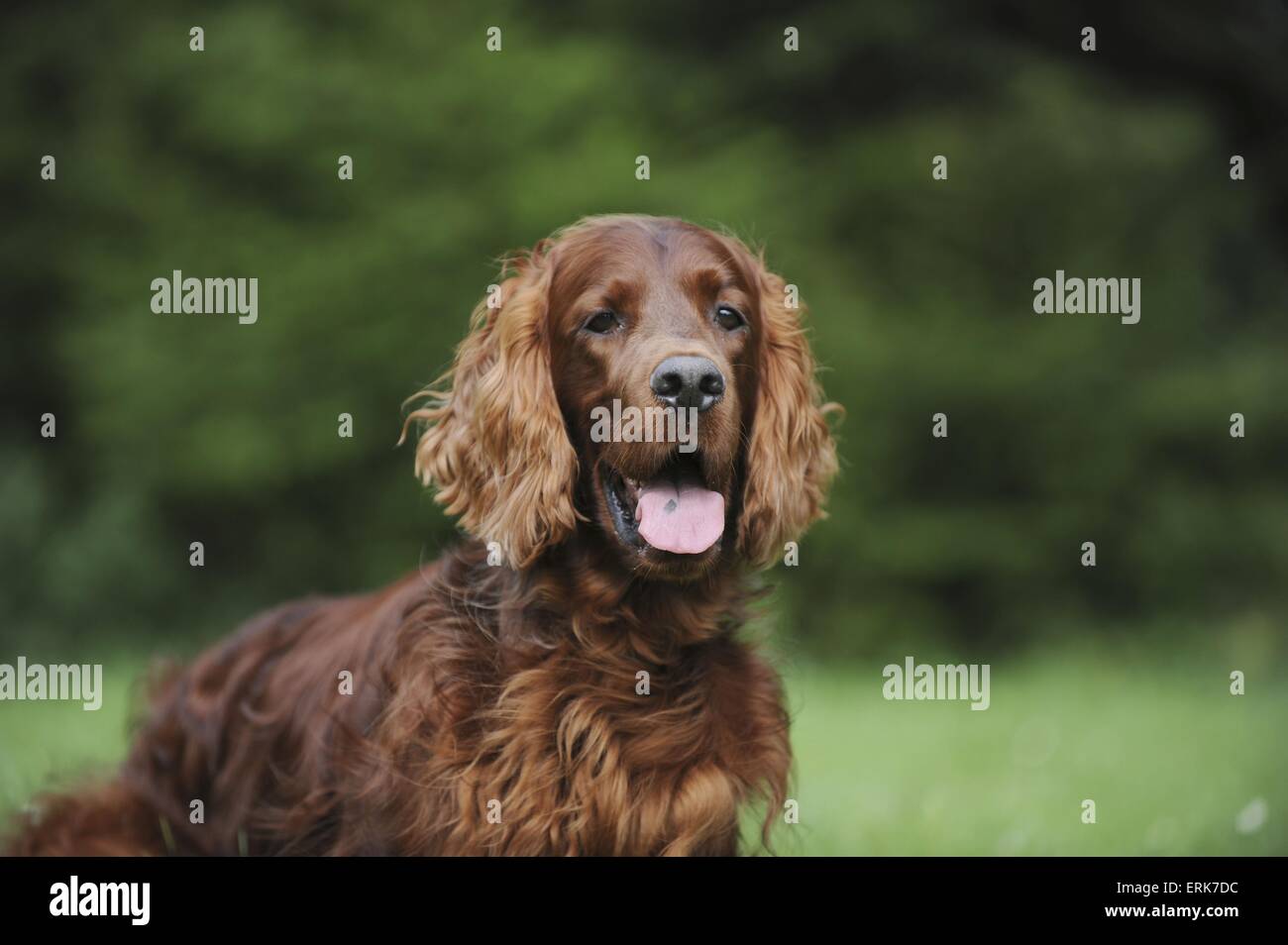 Red setter hi-res stock photography and images - Alamy