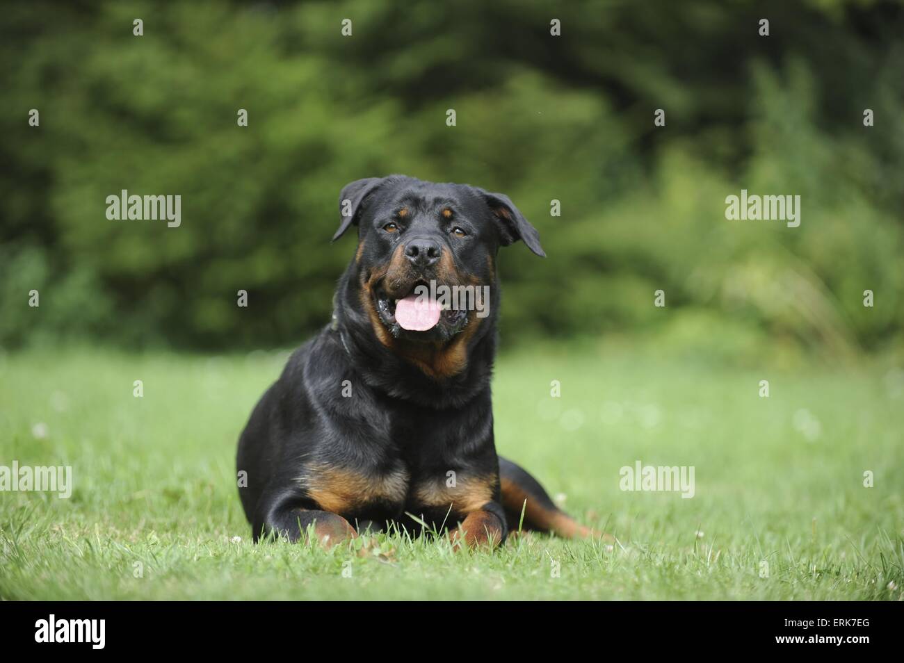 Rottweiler laying grass hi-res stock photography and images - Alamy