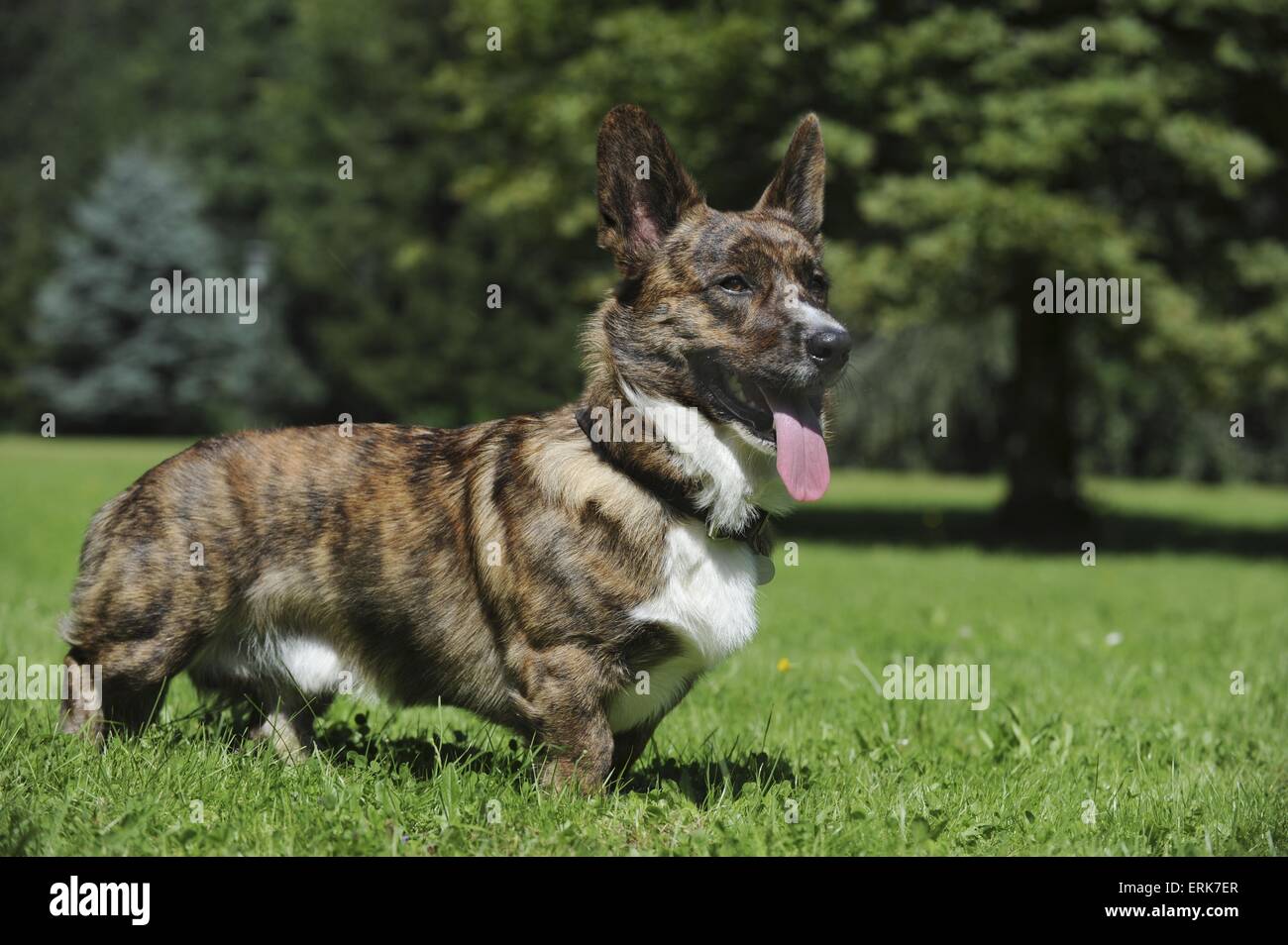 Brindle corgi hi-res stock photography and images - Alamy