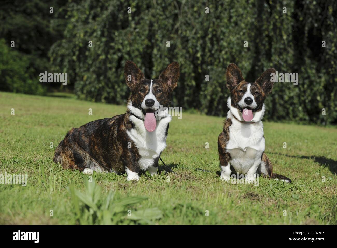 Brindle Corgi High Resolution Stock Photography and Images - Alamy