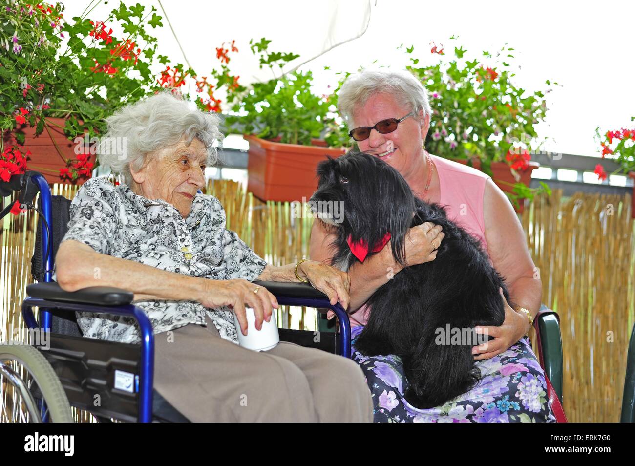 therapy dog at work Stock Photo - Alamy