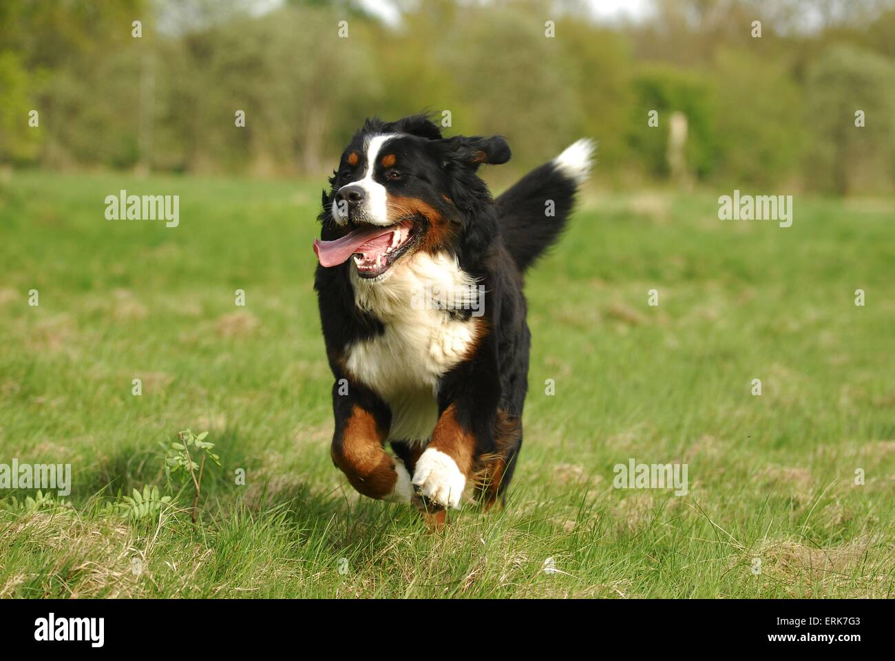 running Bernese Mountain Dog Stock Photo - Alamy