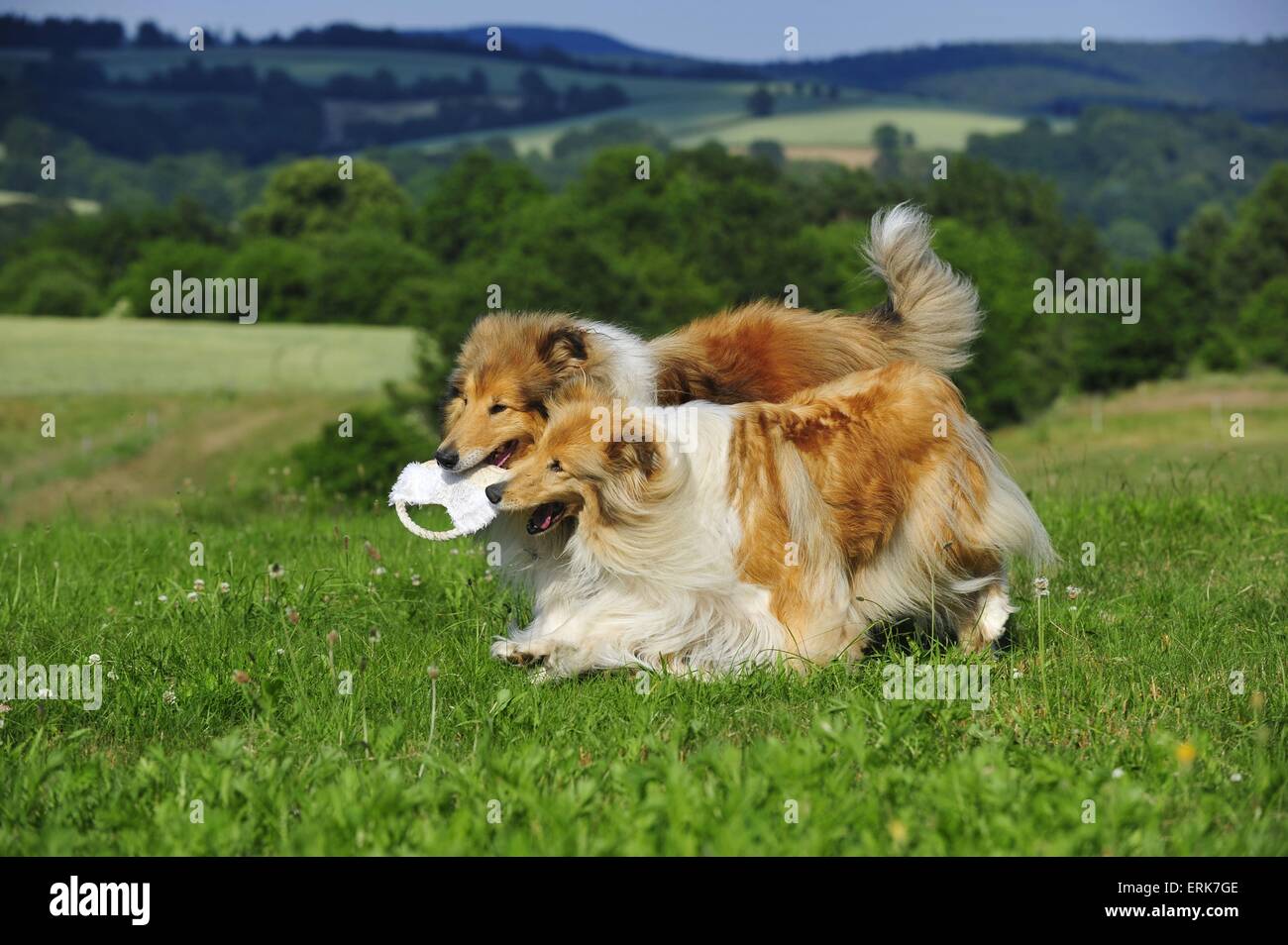 Two dogs playing rough hi-res stock photography and images - Alamy