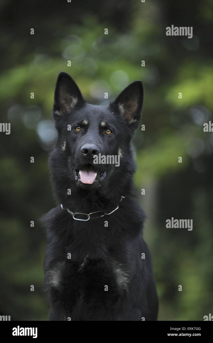 German Shepherd Portrait Stock Photo - Alamy