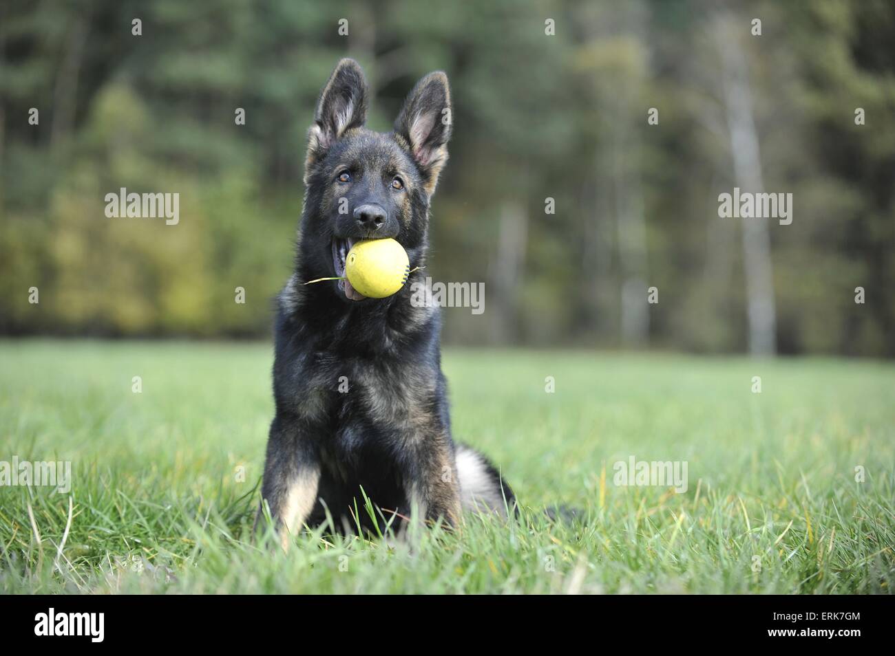 young German Shepherd Stock Photo - Alamy