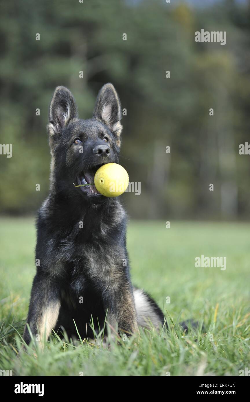 young German Shepherd Stock Photo - Alamy