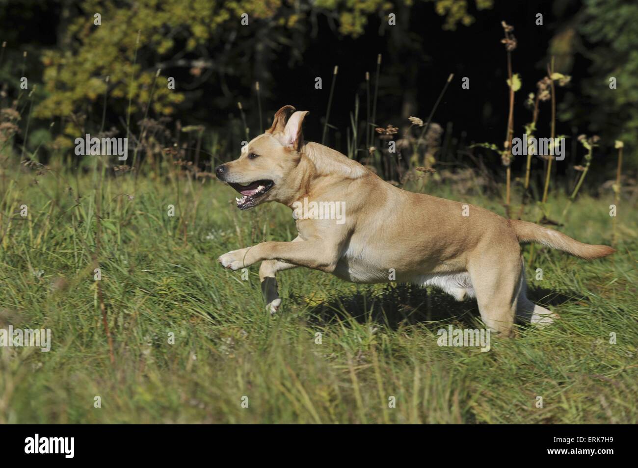 Labrador running side view hi-res stock photography and images - Alamy