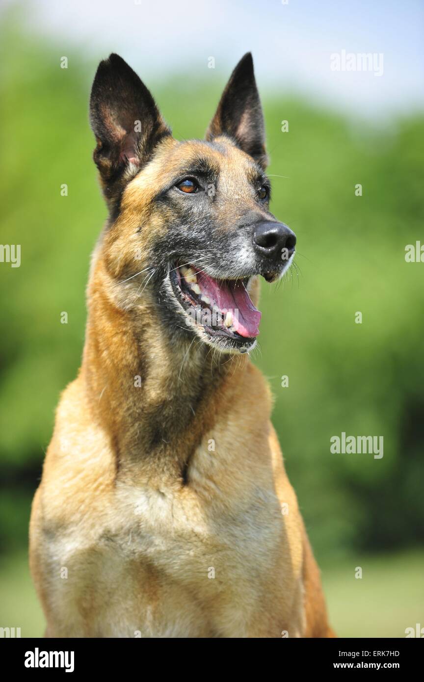 Head portrait belgian malinois hi-res stock photography and images - Alamy