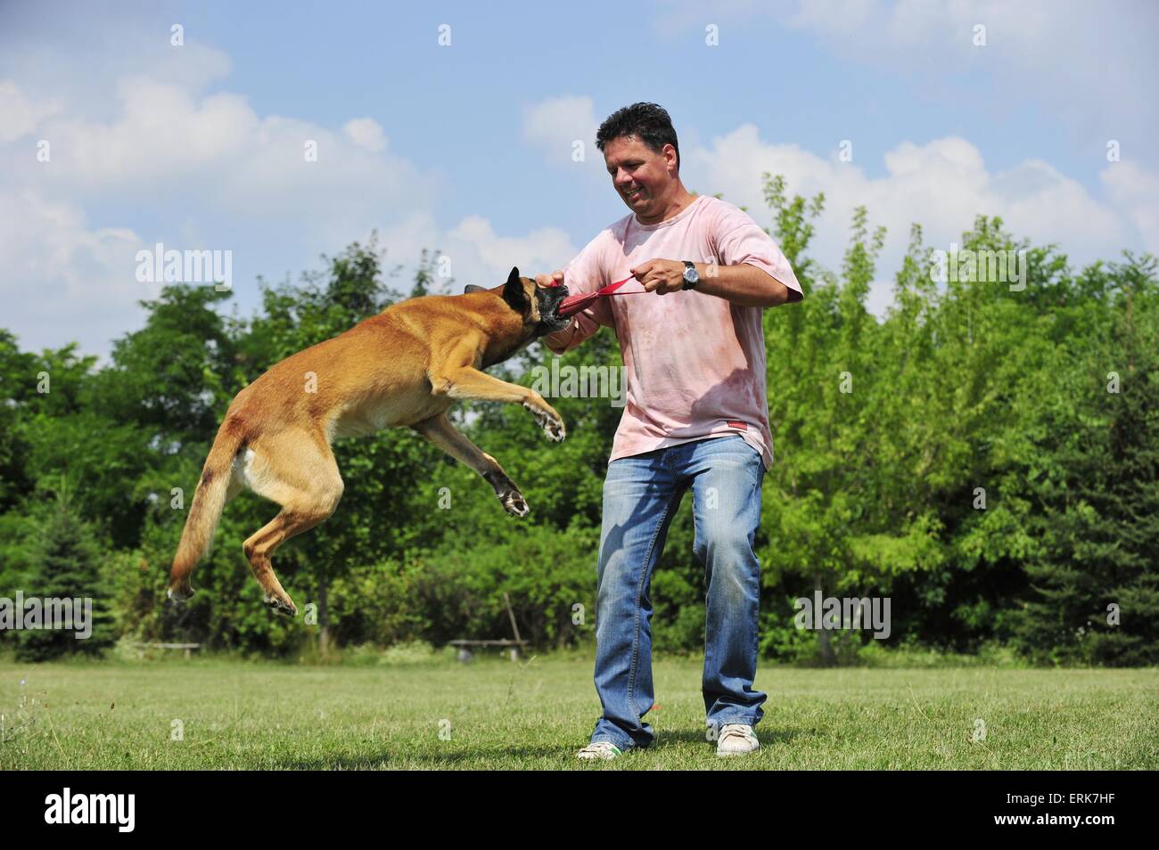 Malinois nature hi-res stock photography and images - Alamy