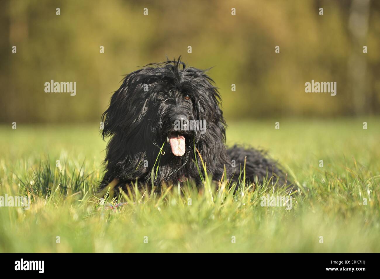 German sheeppoodle hi-res stock photography and images - Alamy