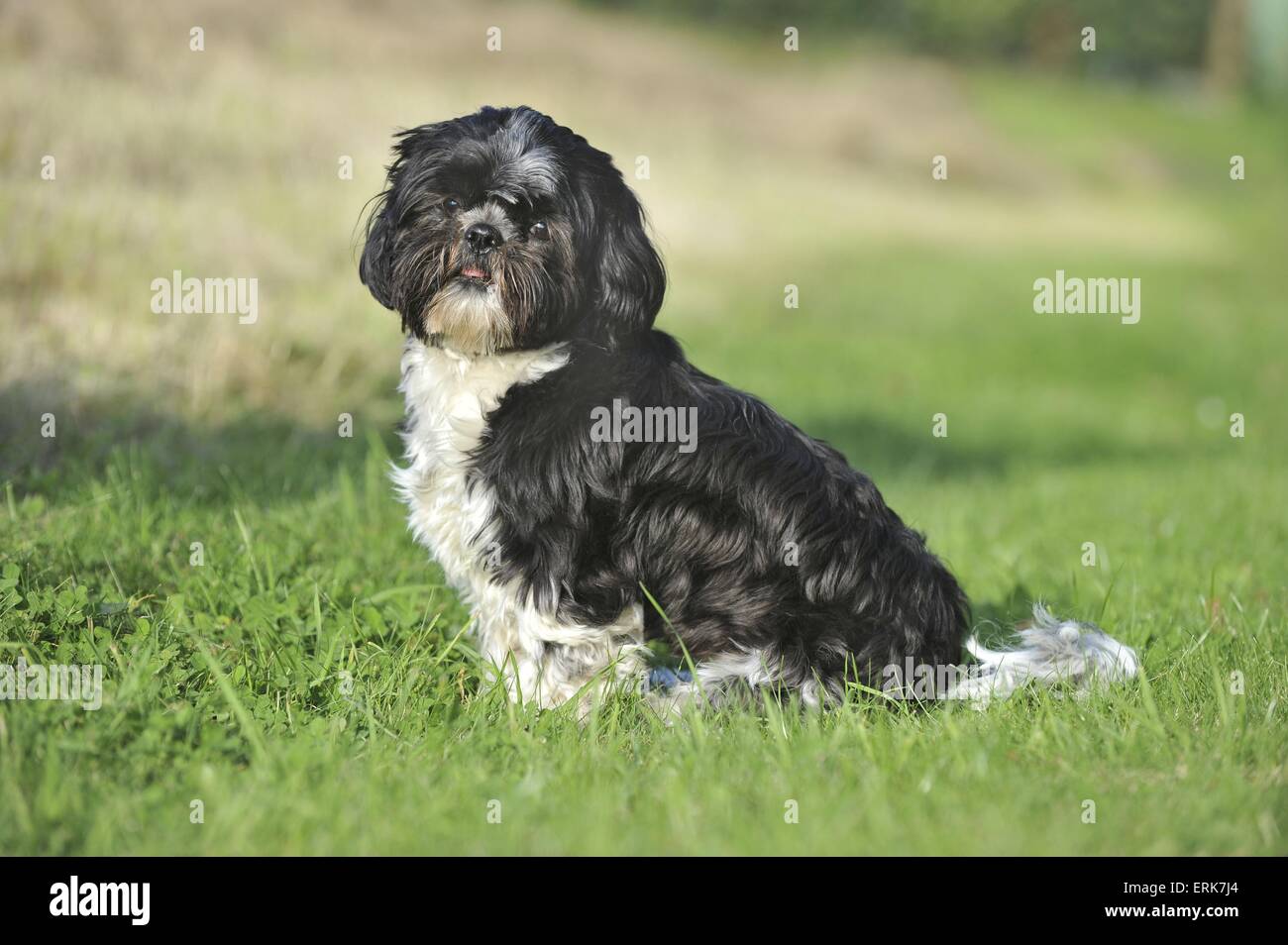 Side view shih tzu sitting hi-res stock photography and images - Alamy