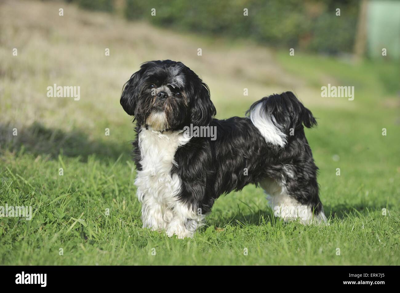 Shih tzu hi-res stock photography and images - Alamy