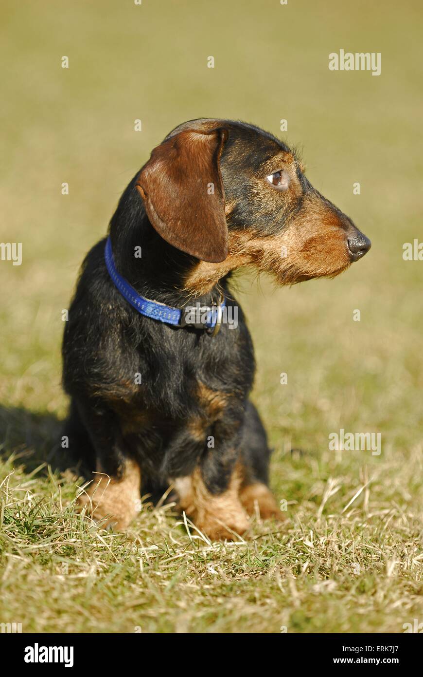 Adult dachshund hi-res stock photography and images - Alamy