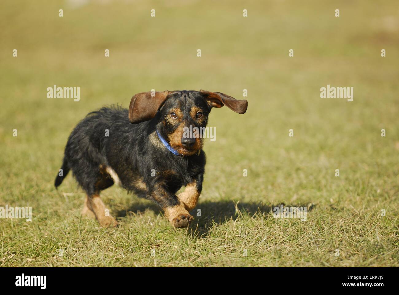 Dachshund running hi-res stock photography and images - Alamy