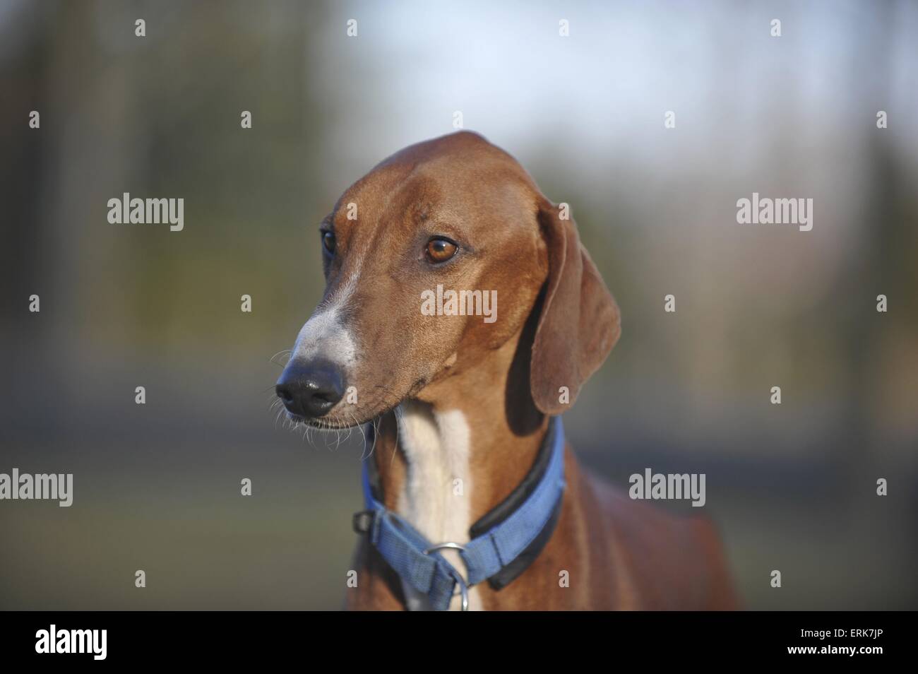 Azawakhs hi-res stock photography and images - Alamy