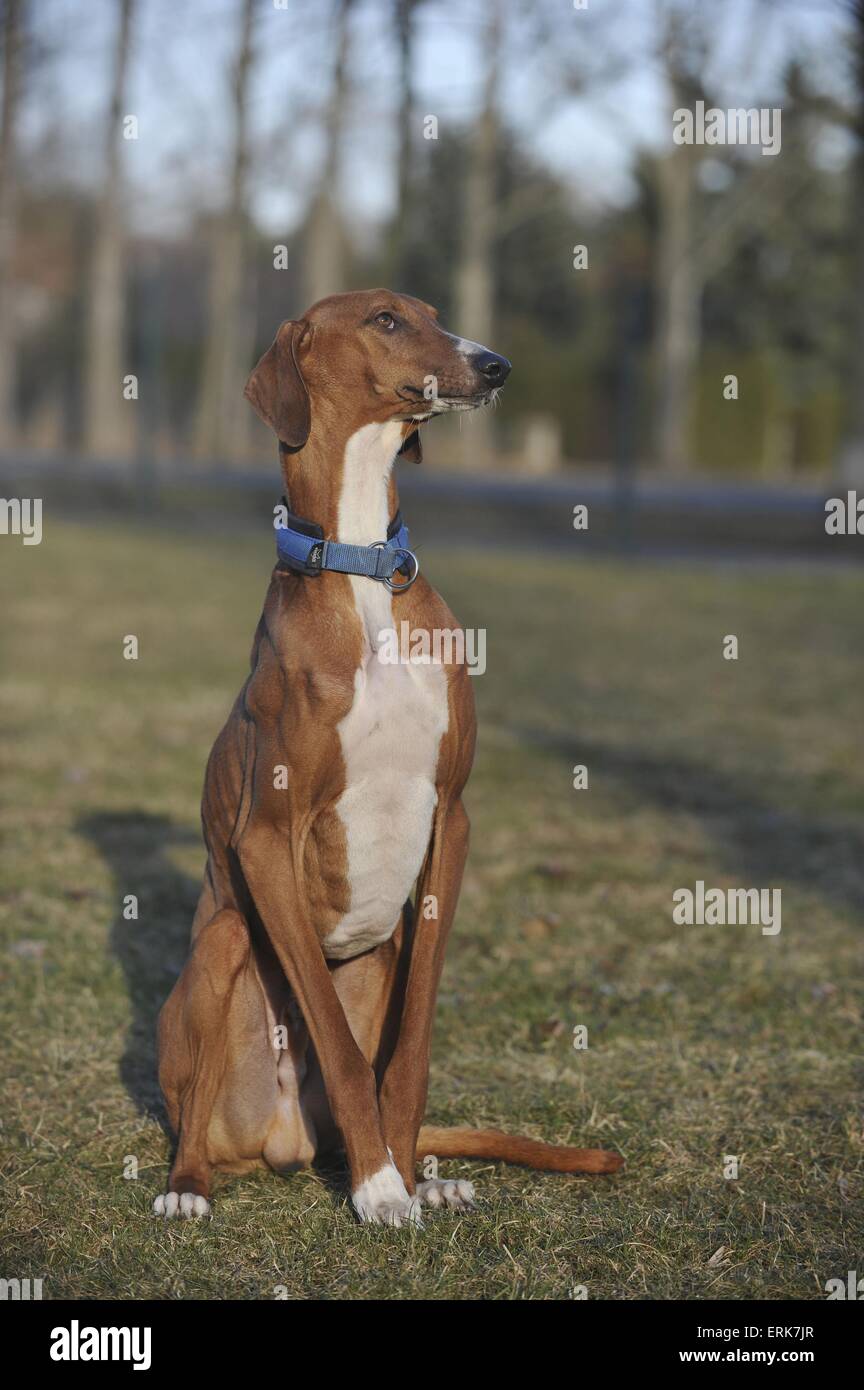 Azawakhs High Resolution Stock Photography and Images - Alamy