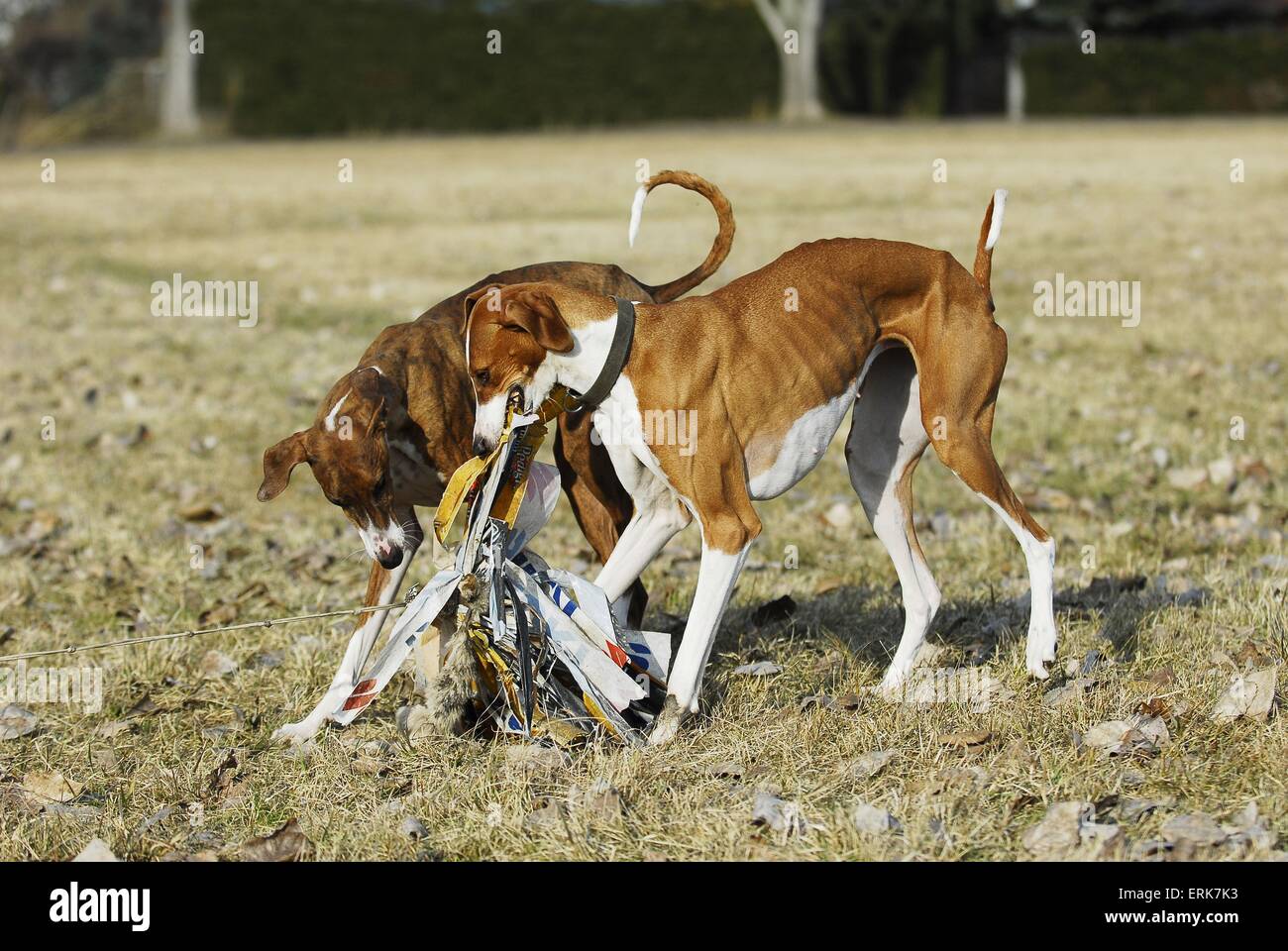 Dog Dogs Azawakh Azawakhs High Resolution Stock Photography and Images ...
